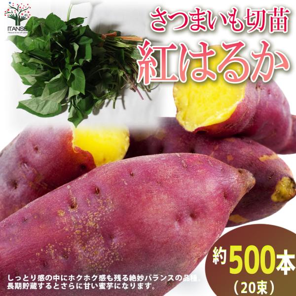 紅はるかは、九州から全国区で人気になった美味しいさつまいも。「しっとり感」の中にサツマイモ本来の「ホクホク感」も残る絶妙なバランスの品種です。※甘藷切苗生産地：岡山県※PVP品種登録：第19255号 登録品種名称：べにはるか※ご注意ください...