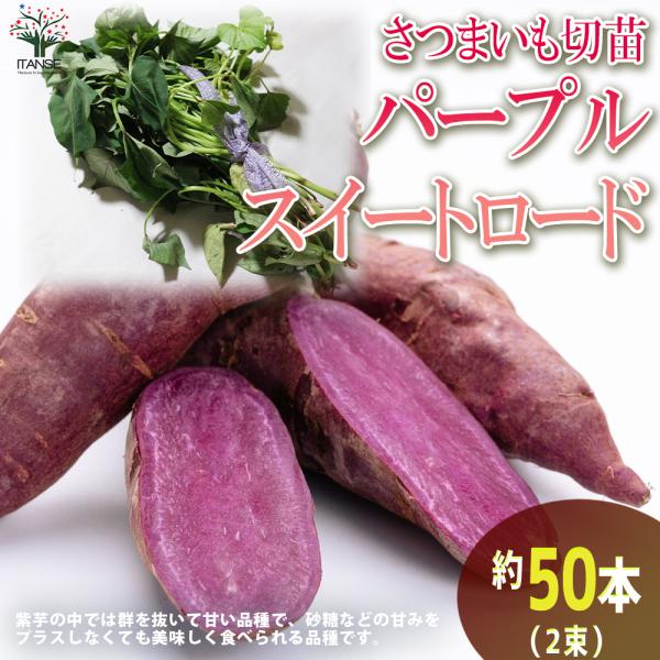 アントシアニンが非常に多く、とてもヘルシーなサツマイモです。一般的に、紫芋は甘さが控えめの品種が多いのですが、紫芋の中でも「群を抜いて甘い品種」です。※甘藷切苗生産地：岡山県※PVP品種登録：第12277号 登録品種名称：パープルスイートロ...