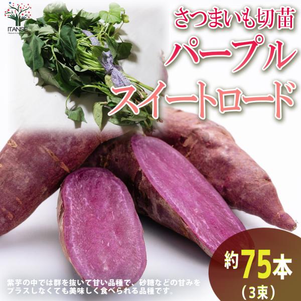 アントシアニンが非常に多く、とてもヘルシーなサツマイモです。一般的に、紫芋は甘さが控えめの品種が多いのですが、紫芋の中でも「群を抜いて甘い品種」です。※甘藷切苗生産地：岡山県※PVP品種登録：第12277号 登録品種名称：パープルスイートロ...