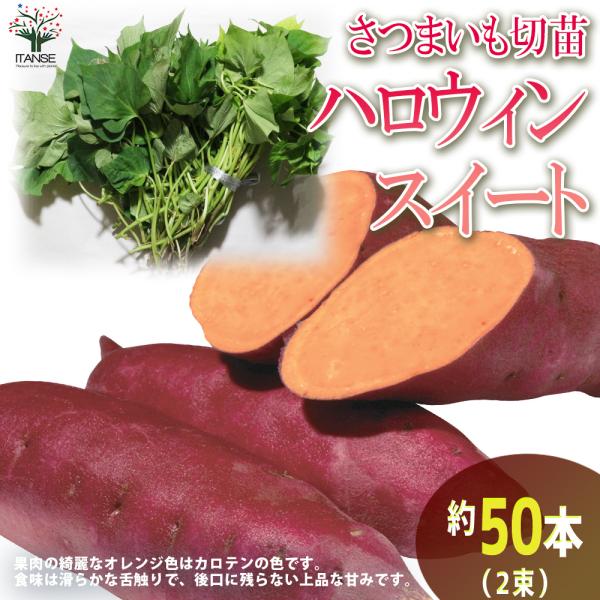 なめらかな舌触りと後口に残らない上品な甘みのハロウィンスウィートは、モンブランやスイートポテトなどのお菓子作りや、サラダなどに広く活用できます。焼きイモの焼きたての時には、少しかぼちゃっぽい香りがします。βカロテン含有量が多く、体にもうれし...