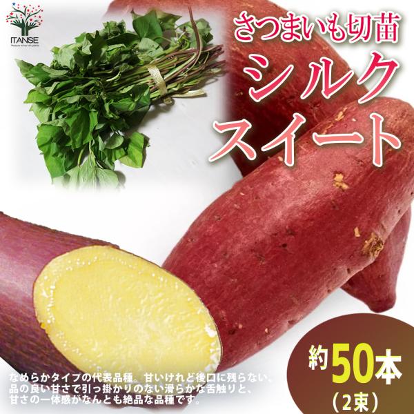 シルクスイートは、なめらかタイプの代表品種。甘いけれど後口に残らない、品の良い甘さが特徴です。引っ掛かりのない滑らかな舌触りと、甘さの一体感がなんとも絶品です。定番の焼き芋、スイートポテトがオススメで、冷めても美味しいさつまいもです。※甘藷...