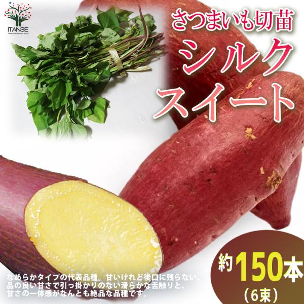 シルクスイートは、なめらかタイプの代表品種。甘いけれど後口に残らない、品の良い甘さが特徴です。引っ掛かりのない滑らかな舌触りと、甘さの一体感がなんとも絶品です。定番の焼き芋、スイートポテトがオススメで、冷めても美味しいさつまいもです。※甘藷...