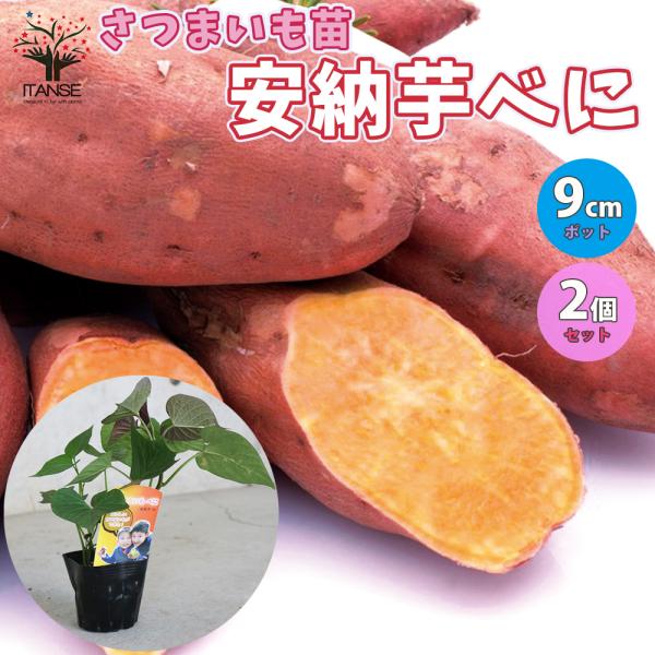 【つる取り用ポットについて】つる取り用のポット苗です。このまま植え付けて放置すると、芋があまりできません。ポットのまま一旦植え付けて、つるを40cm程度に伸ばしてからつるを切って、切ったつるを通常のイモヅルと同じように横にして植え付けてくだ...