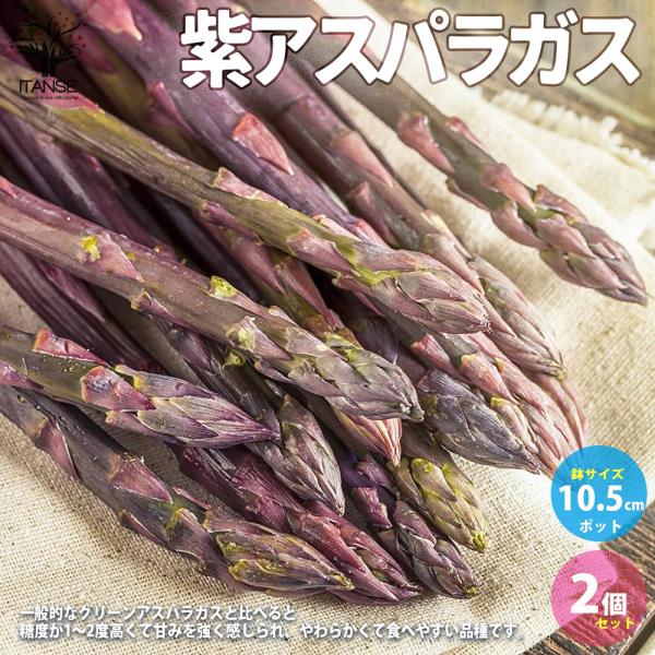 紫アスパラガスは、一般的なグリーンアスパラガスと比べると、糖度が1〜2度高くて甘みを強く感じられ、やわらかくて食べやすい品種です。また、抗酸化物質のアントシアニンやビタミンCが豊富で、健康に良いとして注目されている野菜です。そんな紫アスパラ...