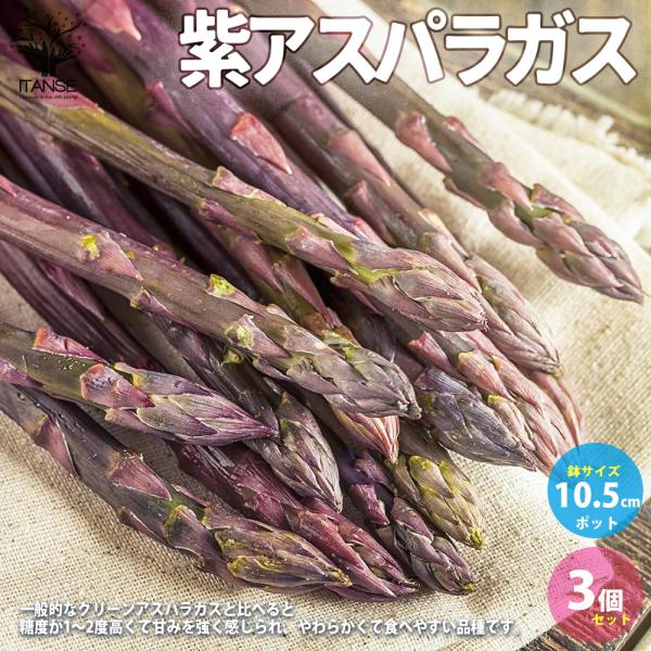 紫アスパラガスは、一般的なグリーンアスパラガスと比べると、糖度が1〜2度高くて甘みを強く感じられ、やわらかくて食べやすい品種です。また、抗酸化物質のアントシアニンやビタミンCが豊富で、健康に良いとして注目されている野菜です。そんな紫アスパラ...