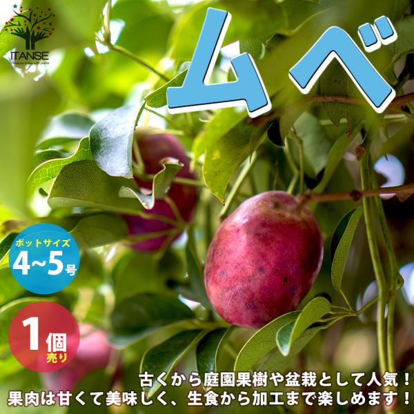 ムベは、古くから庭園樹木や盆栽として利用されてきました。その実は「食べると長生きする」と言い伝えられ、古代から昭和50年代まで、皇室に献上されてきた歴史を持ちます。その実の中身はトロリとしたゼリー状の果肉がつまっており、味は甘く、香りはあま...