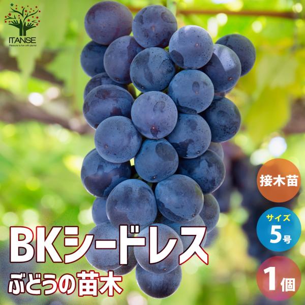 【PVP登録品種：第7481572号/営利目的の増殖は禁止されています】BKシードレスは、九州大学で育成された三倍体品種(※種がないブドウ)です。果実は中くらいの大きさで、糖度が22〜25％とブドウの中でも高いほうです。酸味が少なく、種もな...