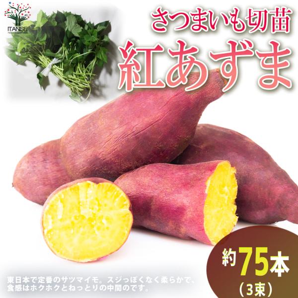 【品種特徴】 紅あずまは東日本で良く食べられている品種です。 皮の色は少し紫がかった濃い赤色で、果肉の色が黄色く粉質で、スジっぽくなく柔らかで、蒸したり焼くとホクホクとネットリの中間タイプの食味の良いサツマイモです。 ※甘藷切苗生産地：岡山...