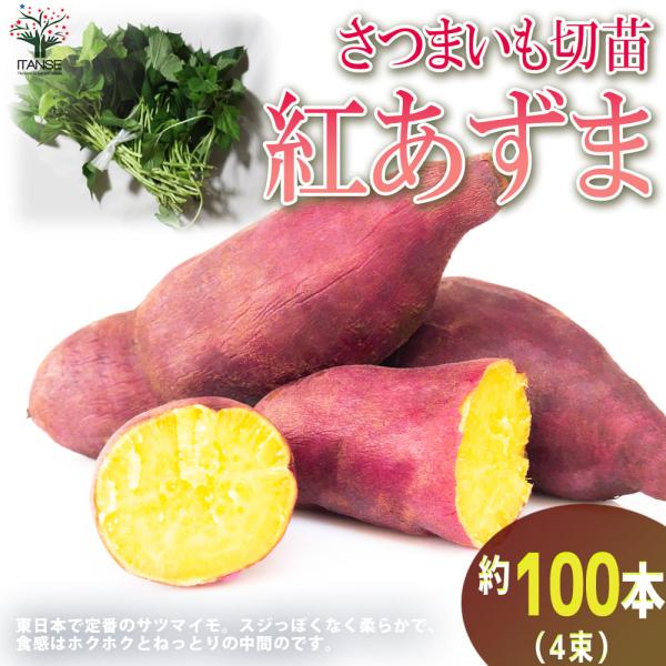 【品種特徴】 紅あずまは東日本で良く食べられている品種です。 皮の色は少し紫がかった濃い赤色で、果肉の色が黄色く粉質で、スジっぽくなく柔らかで、蒸したり焼くとホクホクとネットリの中間タイプの食味の良いサツマイモです。 ※甘藷切苗生産地：岡山...