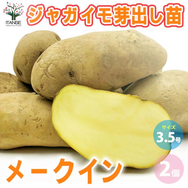 【じゃがいもの芽出し苗について】 家庭菜園にぴったりのじゃがいも苗です。 畑に植えるのはもちろん、鉢植えでも十分に収穫を楽しめます。 お庭で、ベランダで、家庭菜園をお楽しみください。 ※鉢植えで栽培を楽しむ場合は、深さ30cm以上のプランタ...