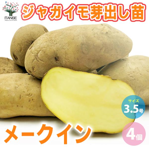 【じゃがいもの芽出し苗について】 家庭菜園にぴったりのじゃがいも苗です。 畑に植えるのはもちろん、鉢植えでも十分に収穫を楽しめます。 お庭で、ベランダで、家庭菜園をお楽しみください。 ※鉢植えで栽培を楽しむ場合は、深さ30cm以上のプランタ...