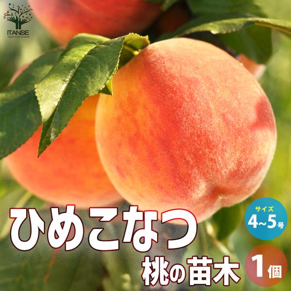 【PVP登録品種：第176742号】 ひめこなつは、梅雨前の5月下旬〜6月上旬に収穫が出来る極早生品種です。 梅雨前に収穫が出来るので、梅雨による品質低下や、病害虫の影響を受けにくいのが特徴です。 果実は100〜150gと小さめですが、平均...