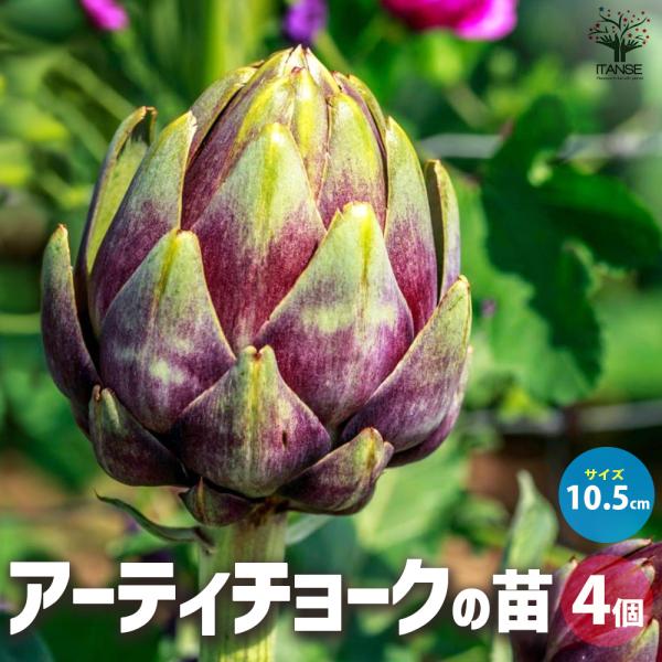 ハーブのようですが、ヨーロッパではよく知られた野菜です。つぼみを茹でて、少し肉厚の萼(ガク)やつぼみの芯を食べます。味はそら豆と栗をあわせた味に近く、デンプン質でほくほく、美味しい味で、古くから食用として親しまれてきました。お庭に植えると、...