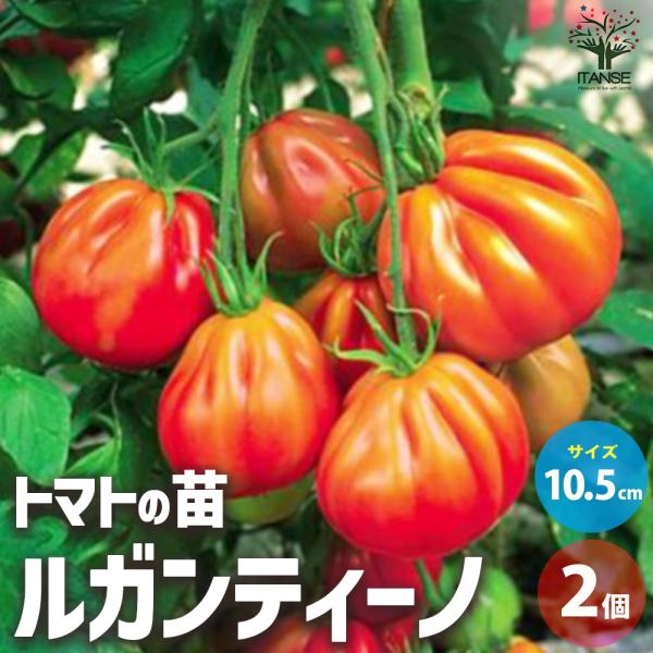 巾着のような実が面白い、イタリア産のトマトです。 最大の特徴は、ねっちりとした柔らかい食感。 トマト特有の甘みと旨味を濃厚に感じることができます。 果肉が熱く、ゼリー部が少なく、水分があまり出ません。 そのため、サラダやカプレーゼなどの料理...