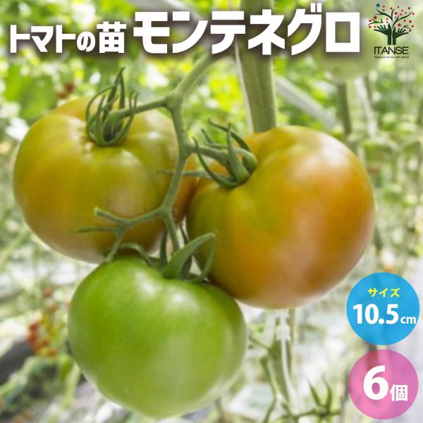 実が緑色のまま収穫してそのまま食べられる、変わったトマトです。 緑色から、少し赤く色づきはじめた頃に収穫すると、美味しく食べられます。 オリーブオイルと塩で味付けすると、とても美味しいサラダができます。 赤色や黄色のトマトと合わせると、カラ...