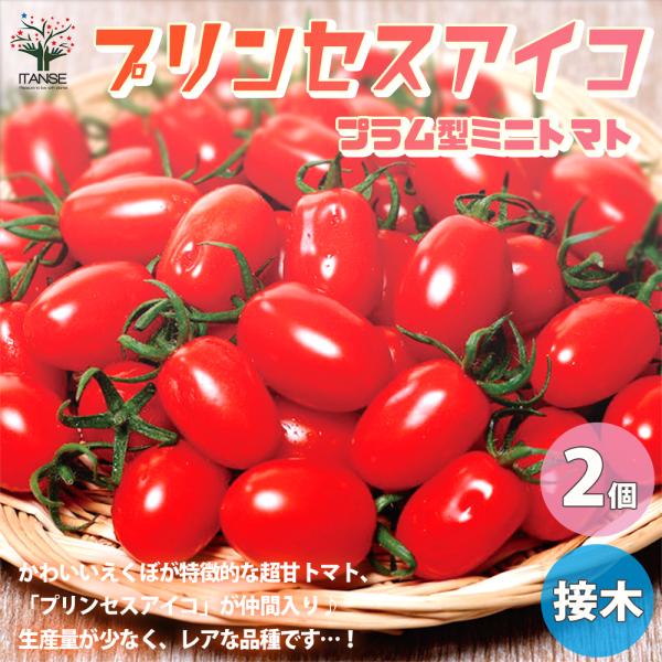アイコシリーズ最新、超甘トマト! アイコにかわいいえくぼが特徴的な「プリンセスアイコ」が仲間入りしました。接木苗ですので、自根苗より安定して育てやすいです！種子の生産量がまだ少なく、数量限定です。「プリンセスアイコ」は甘みが強い細めの長卵形...