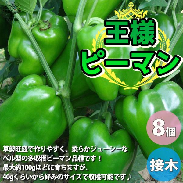 【すばらしい特徴!!】草勢旺盛、葉はやや大きく草姿は立勢です。初期草丈の発育旺盛で、極早生品種と比べて一番果の収穫がやや遅れますが、急速に生育し総収量は断然多くなります。果実は大獅子型の豊満良果、13節内外で着果、1果重100gにもなります...