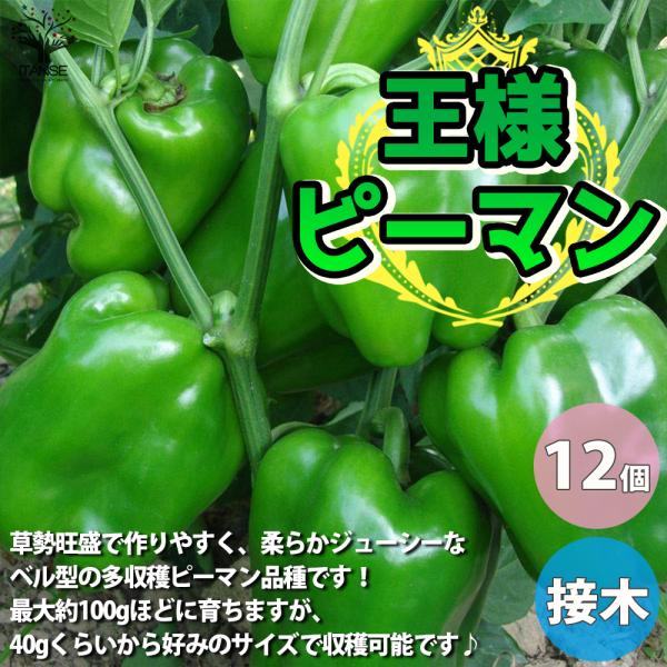 【すばらしい特徴!!】草勢旺盛、葉はやや大きく草姿は立勢です。初期草丈の発育旺盛で、極早生品種と比べて一番果の収穫がやや遅れますが、急速に生育し総収量は断然多くなります。果実は大獅子型の豊満良果、13節内外で着果、1果重100gにもなります...