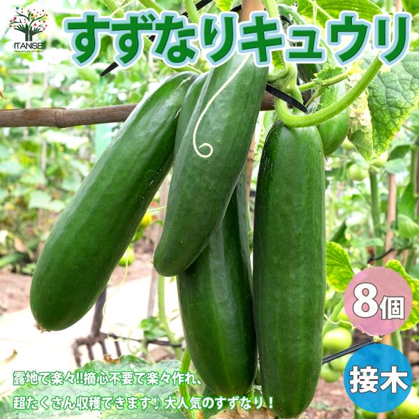 すずなりキュウリは、露地で楽々作れ、摘芯(てきしん)しなくても超たくさん実がとれるキュウリです。しっかり作ると1株から100本以上収穫できたりします。通常のキュウリ品種は主枝にあまり実がつかない為、主枝を摘芯し、側枝(小づる・孫づる)に着果...