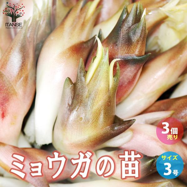 ミョウガは、日本料理で広く愛されている野菜で、独特な香りと風味が魅力です。生のまま薬味として使われたり、酢の物や和え物で楽しむこともできます。消臭効果もあるため、肉料理などに使うことで、食材の臭みを抑えることもできます。栄養価も高く、疲労回...