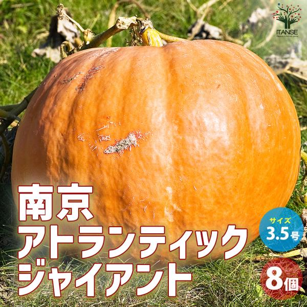 大きいものでは100kg以上、コンテストには600kg以上の記録もある、巨大なカボチャです。 食用ではなく、コンテストや観賞用、家畜の餌などに用いられており、「中身をくり抜いて、人が乗るボードにする」遊びもあります。 ハロウィンイベントはも...