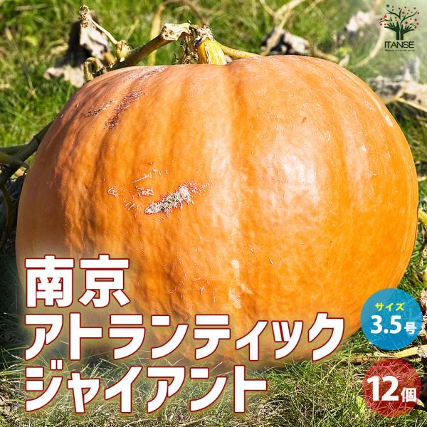 大きいものでは100kg以上、コンテストには600kg以上の記録もある、巨大なカボチャです。 食用ではなく、コンテストや観賞用、家畜の餌などに用いられており、「中身をくり抜いて、人が乗るボードにする」遊びもあります。 ハロウィンイベントはも...