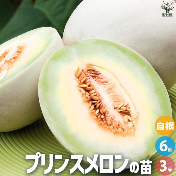 作りやすいプリンスメロン!!果実は高球形で600g内外。 果皮は白灰緑色で美しく、果肉は淡橙色で果皮の近くは緑色。 糖度は14?15度で安定し、食味良好。 草勢は旺盛であるが、ツル細く、葉の大きさは中?大で多少切れ込みがある。 耐病性に優れ...