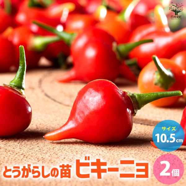 ビキーニョは、ブラジル語で「小さいクチバシ」を意味します。ぷっくりとふくらんだ、丸い形の面白いとうがらしです。辛味は少なく、フルーティーな香りが楽しめます。辛さの指標であるスコヴィル値は100〜1000。パプリカが500〜2000、鷹の爪が...
