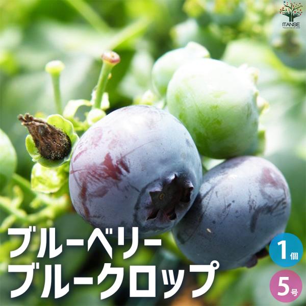 【ブルーベリーについて】 ブルーベリーは、収穫と観賞の両方が楽しめます。 春には鈴のような白い花が咲き、冬には葉が美しい紅葉へと変わります。 季節の移り変わりを楽しむことができるだけでなく、美味しい実も収穫できるため、ブルーベリーは庭に欠か...