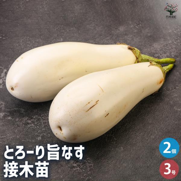【品種特徴】 白ナスは、フランスの在来種で日本ではまだ発売されていない品種です。　 純白色で光沢のある、美しいナスです。 果肉はとろとろとしていて非常に柔らかく、加熱料理にぴったりです。 他のナスのように皮から色が出ないため、料理の彩りを損...