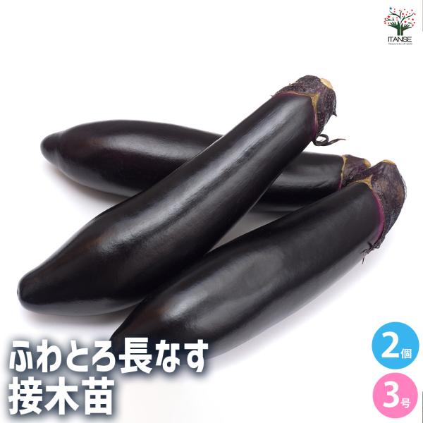 【品種特徴】ふわとろ長なすは、果実が長さ35cm前後、太さ5cmほどにもなるジャンボ長ナスです。ツヤのある濃紫色をしており、果皮はやや厚めで、果肉はとろけるほど柔らかく、食味は最高です。火の通りが早いため、揚げ物や炒め物に最適です。草姿は半...