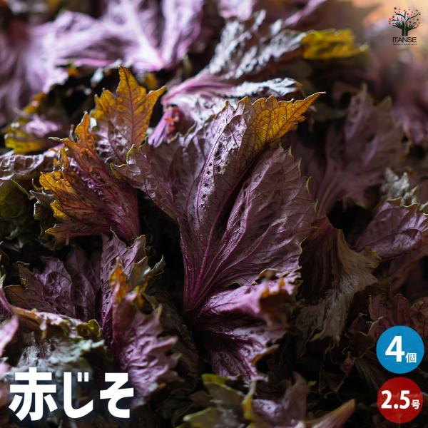 【品種の特徴】 梅干しの色付や、しそジュースなどによく使われる、赤じそ。 使いたい分だけを、ご自宅で収穫出来るのが、家庭菜園の魅力のひとつです。 ぜひこの機会に、赤じその家庭菜園を始めてみてはいかがでしょうか？ 新鮮な葉は、香り豊かで、風味...