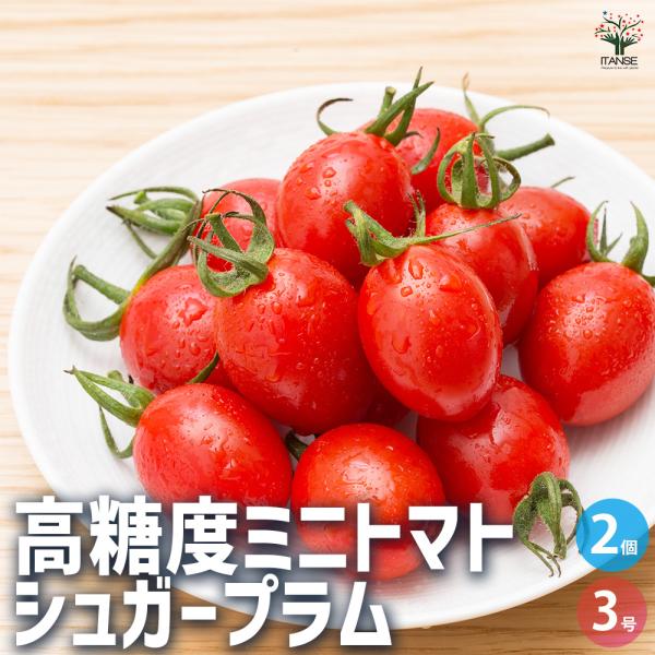 【PVP出願品種・登録番号34788号/営利目的の増殖は禁止されています】 【品種特徴】 シュガープラムは、ジューシーな甘さがクセになるプラム型の完熟ミニトマトです。 糖度10度以上の実だけを厳選して収穫されており、糖度が高いものでは12度...