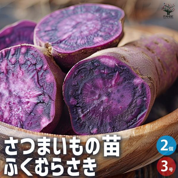 【PVP登録品種・登録番号28530号/営利目的の増殖は禁止されています】【品種特徴】ふくむらさきという名前は、食べた人が幸福な気持ちにさせることから由来されました。母を九系255、父をパープルスイートロードから交配してできた品種です。パー...