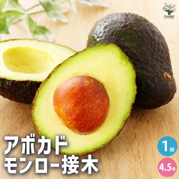 アボカド 苗木の通販価格と最安値