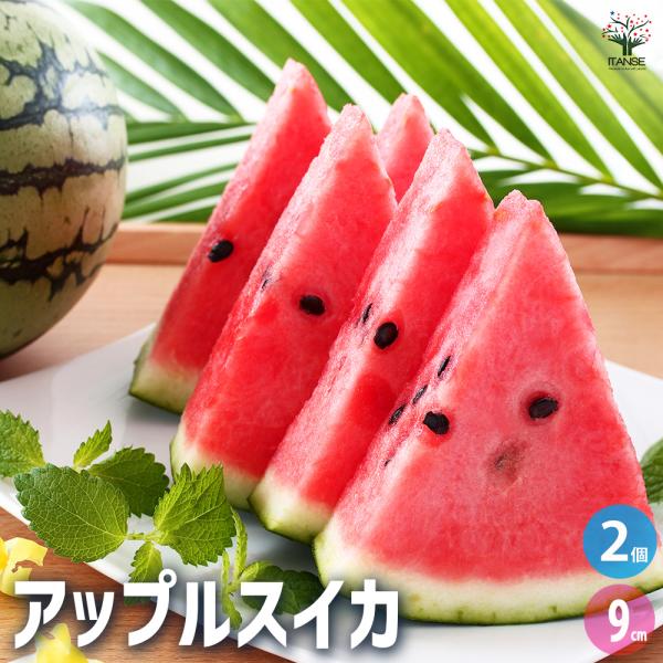 【品種特徴】 重さは1.5kgでとても小玉な手のひらサイズのスイカ品種です。 裂果があまり無く、糖度11〜12度と、イチゴと同程度の糖度を有しています。 シャリ感が強く、皮が薄いため、カットがしやすいです。 収穫は6〜7月くらいで、開花後3...