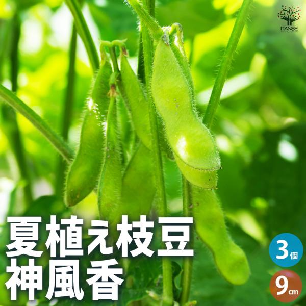 【PVP登録品種・登録番号28278号/営利目的の増殖・海外持出は禁止されています】 【品種特徴】 神風香(カミフウカ)とは、甘み成分を多く含む、雪印種苗さん開発の品種です。 好評シリーズ「豊熟の味わい」のひとつで、こだわりぬいて育生された...