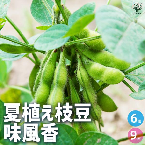 【PVP登録品種・登録番号26305号/営利目的の増殖・海外持出は禁止されています】 【品種特徴】 味風香(アジフウカ)とは、雪印種苗さん開発の品種です。 好評シリーズ「豊熟の味わい」の第一弾で、こだわりぬいて育生された早生種です。 実は3...