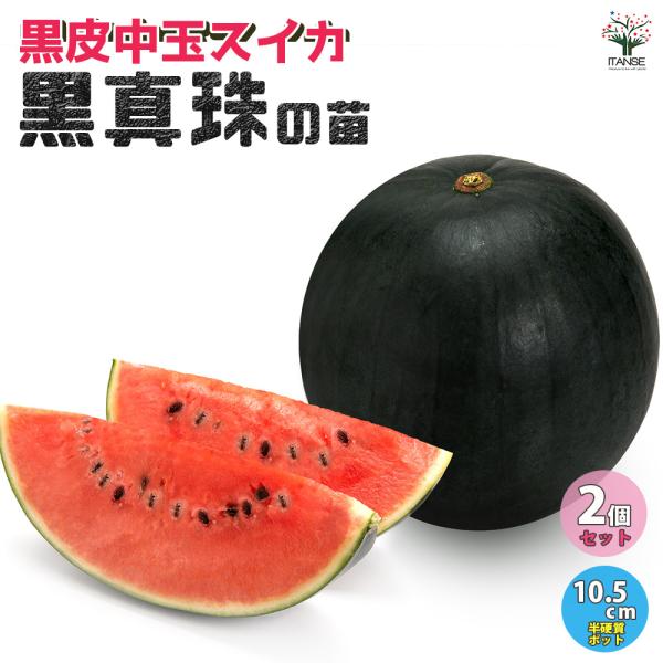 【品種特徴】黒真珠は1玉の重さが3.6kg〜5kg程度で、黒い皮が特徴の中玉スイカです。つる先まで2mと節間が短く、小さなスペースでも栽培できる品種。糖度は10〜12度で果肉は少し硬いです。シャリ感がしっかりしていて食感を楽しめます。特に日...