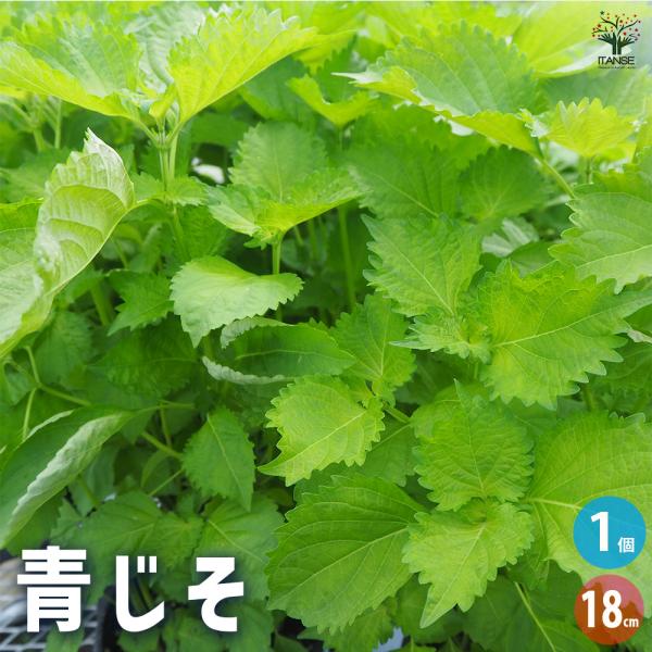 【品種特徴】お肉にサラダ、ご飯に豆腐、納豆に天ぷらと様々な料理に合う和風ハーブの代表格！使いたい分だけ、ご自宅で収穫できるのが家庭菜園の魅力です。一度育つとたくさんの葉が茂り、収穫してもわき芽から次々と葉が生えてきます。こぼれ種でも育つので...
