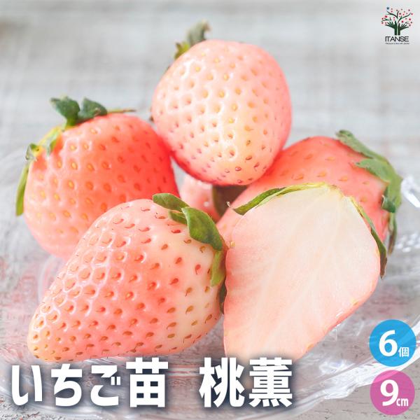 【PVP登録品種・登録番号21165号/営利目的の増殖は禁止されています】【品種の特徴】桃のような香りと、淡桃色の果実が特徴のいちご品種です。その名の通り芳醇な香りには、桃やココナッツに似た香り成分が含まれています。甘味はやや控えめで、ひと...