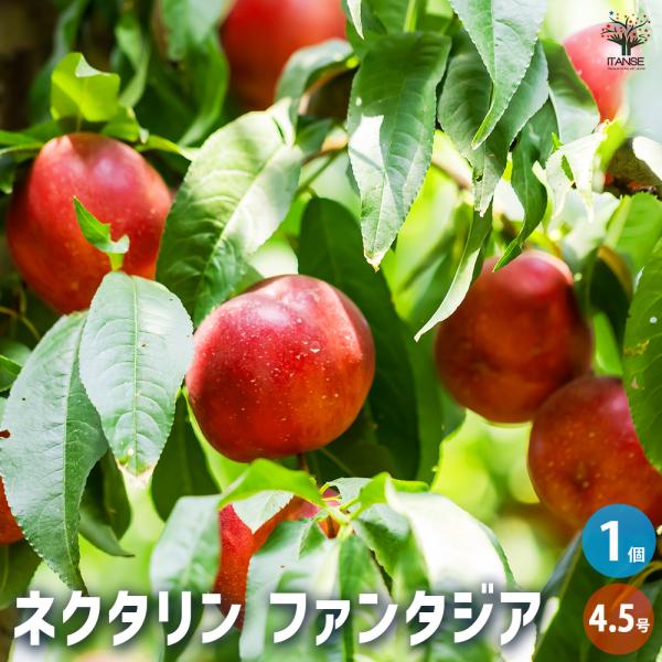 【品種特徴】250〜300g程度の大きさで、果皮は濃い黄色に赤く色づきます。果肉は緻密でやや硬めですが、果汁が豊富で日持ちが良いのが特徴。甘みと酸味のバランスが良く、食べるタイミングによって酸味の加減が変わります。【検索キーワード】果樹苗 ...