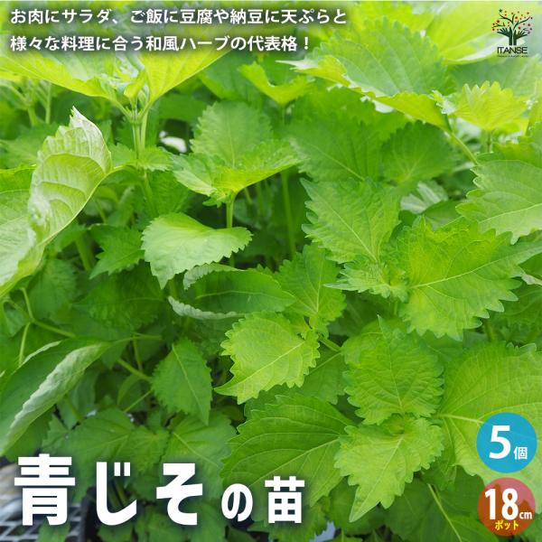 【品種特徴】お肉にサラダ、ご飯に豆腐、納豆に天ぷらと様々な料理に合う和風ハーブの代表格！使いたい分だけ、ご自宅で収穫できるのが家庭菜園の魅力です。一度育つとたくさんの葉が茂り、収穫してもわき芽から次々と葉が生えてきます。こぼれ種でも育つので...