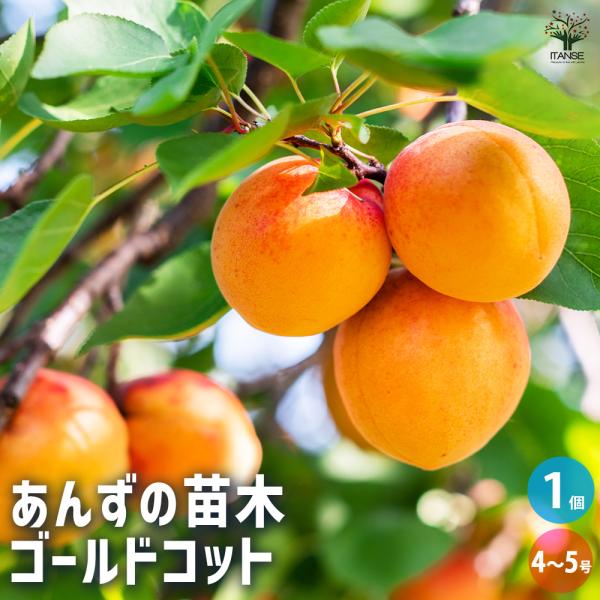 【品種特徴】ゴールドコットは、アメリカ原産のアンズで、甘さと酸味のバランスが絶妙な西洋大実あんずです。橙黄色の美しい果実は、一口かじれば口いっぱいに広がる芳醇な香りと濃厚な味わいを堪能できます。果重は50〜60g前後と中玉。加工しても美味し...