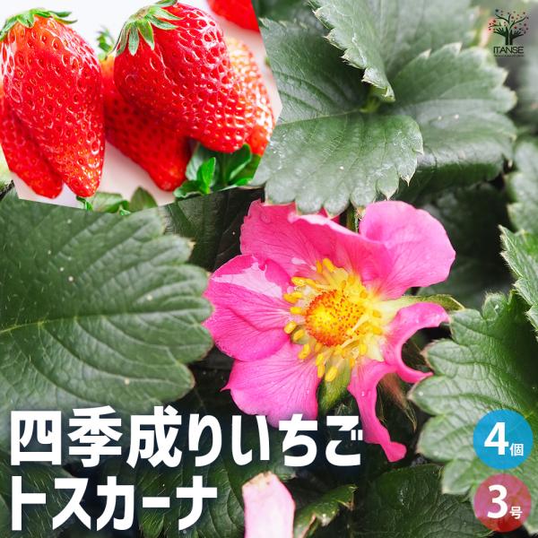 【品種特徴】 四季成りいちご「トスカーナ」は、ヨーロッパで賞を受賞した注目の品種で、美しさと美味しさを兼ね備えた魅力的な品種です。 いちごには珍しく、濃いローズピンク色のきれいなお花で、鑑賞価値が高く、お庭に彩りを与えてくれます。 四季成り...