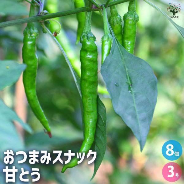 【品種特徴】おつまみスナック甘とうは、辛味がなく甘味を楽しめる唐辛子です。歯切れの良いサクッとした食感が美味しい品種で、長さは10〜12cmの長型の甘とうがらし。天ぷらなどの揚げ物などでサクサク食感が楽しめます。もちろん、炒め物や焼き物でも...
