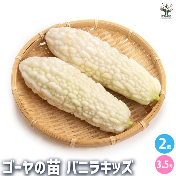 【品種特徴】バニラキッズは、バニラアイスのような真っ白な色が特徴のゴーヤです。ゴーヤ特有の苦みがほとんどなく、子どもにも食べやすいのが魅力です。そのまま、生のままサラダやスライス、スムージーなどにも利用でき、もちろん定番のチャンプルーや天ぷ...