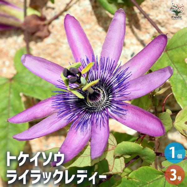 【品種特徴】トケイソウ ライラックレディーは、「トケイソウ(P. caerulea)」と「ホザキトケイソウ(P. racemosa)」の種間交雑種である「パッシフローラ・ウィオラケア」系の園芸品種です。花色は赤紫〜ライラック色で、鮮やかで華...
