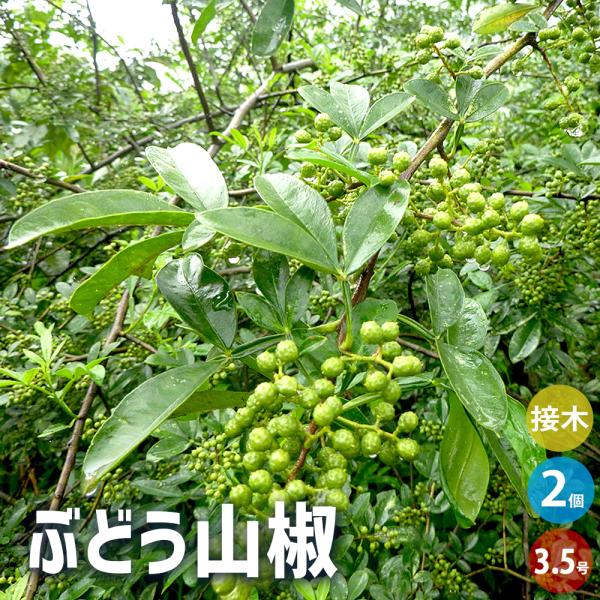 【品種特徴】ぶどう山椒とは、山椒の品種名で、実がぶどうの房のように房なりになることからそう呼ばれています。一粒一粒が他の品種に比べて大きいのが特徴です。実取りサンショウの中でも香りが特に良く育てやすい品種。葉には極上の芳香があり、実にはピリ...