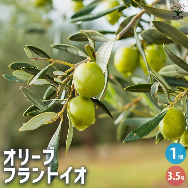 【品種特徴】 フラントイオは、オイルの香りが高く、風味が豊かで、油の含有率が高いので、オイルづくりに向く品種です。 コンパクトな品種で、葉間が広い樹形になります。 オリーブの中では自家結実性があるほうなので、1本でも果実を楽しむことができま...